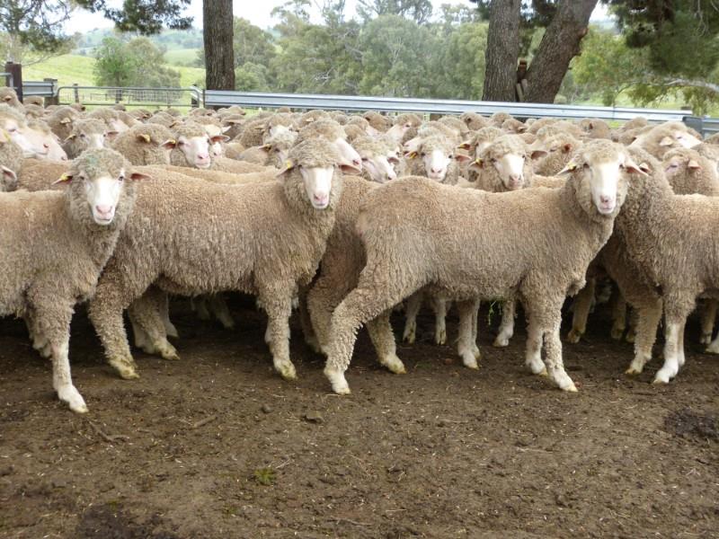 Pen 72 - 191 Future Breeder Ewe Hoggets | AuctionsPlus