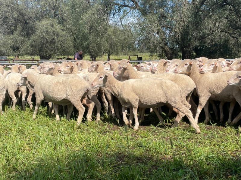 Pen 52 - 99 Ewes | AuctionsPlus