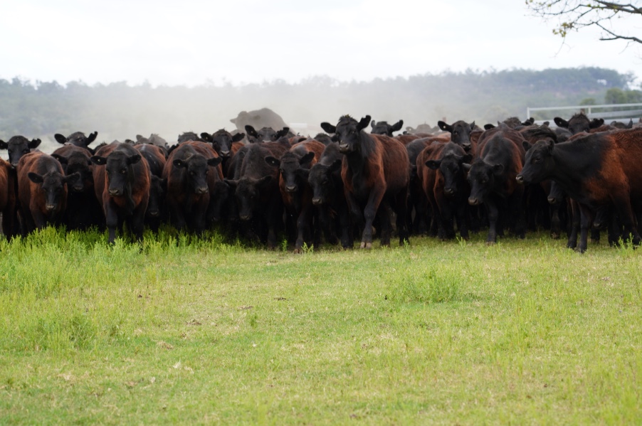 Lot 541 - 70 Weaned Steers | AuctionsPlus