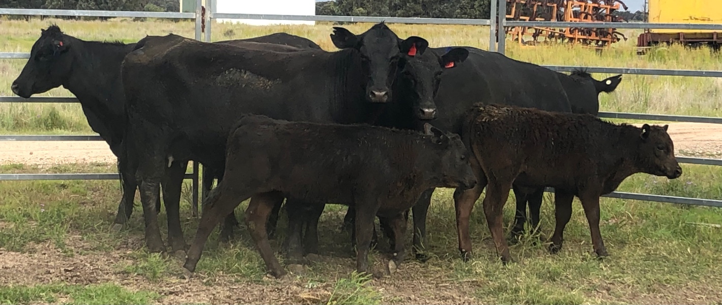 Lot 134 - 28 Heifers & 28 Calves | AuctionsPlus