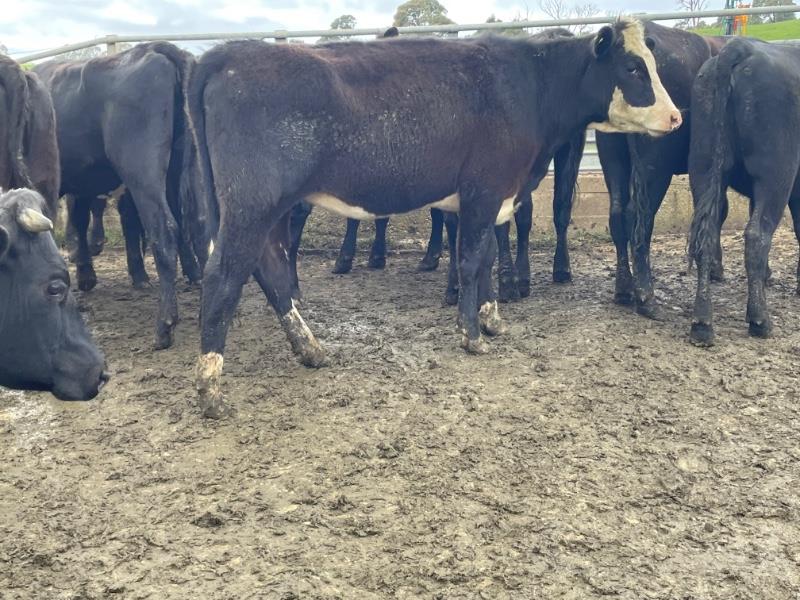 Lot 417 - 14 Heifers | AuctionsPlus