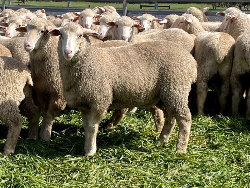 Lot 495 - 405 Wether Lambs | AuctionsPlus
