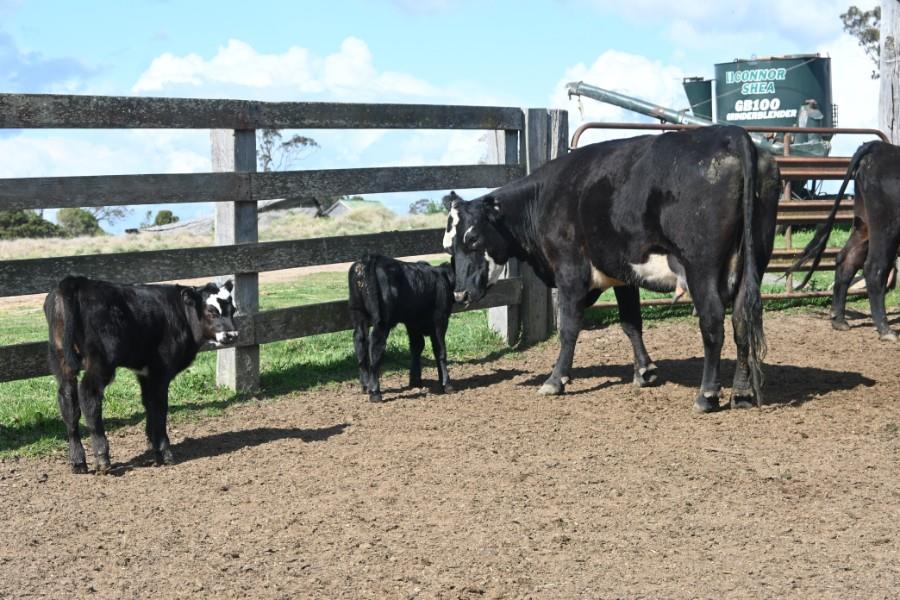 Lot 170 - 7 NSM Cows & 7 Calves | AuctionsPlus