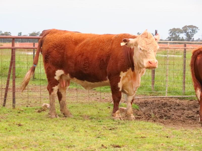 Lot 249 - 5 PTIC Cows | AuctionsPlus