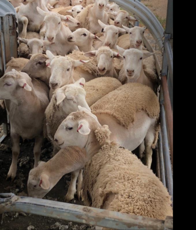 Lot 7 - 100 Future Breeder Ewe Lambs | AuctionsPlus