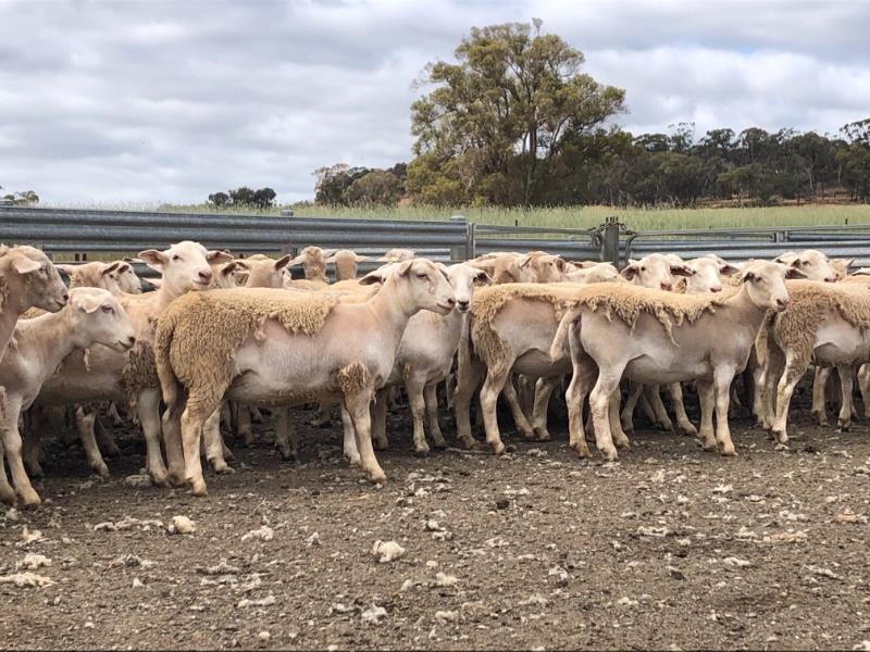 Lot 8 - 100 Future Breeder Ewe Lambs | AuctionsPlus