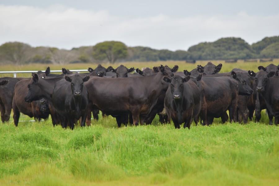 Lot 305 - 56 PTIC Cows | AuctionsPlus
