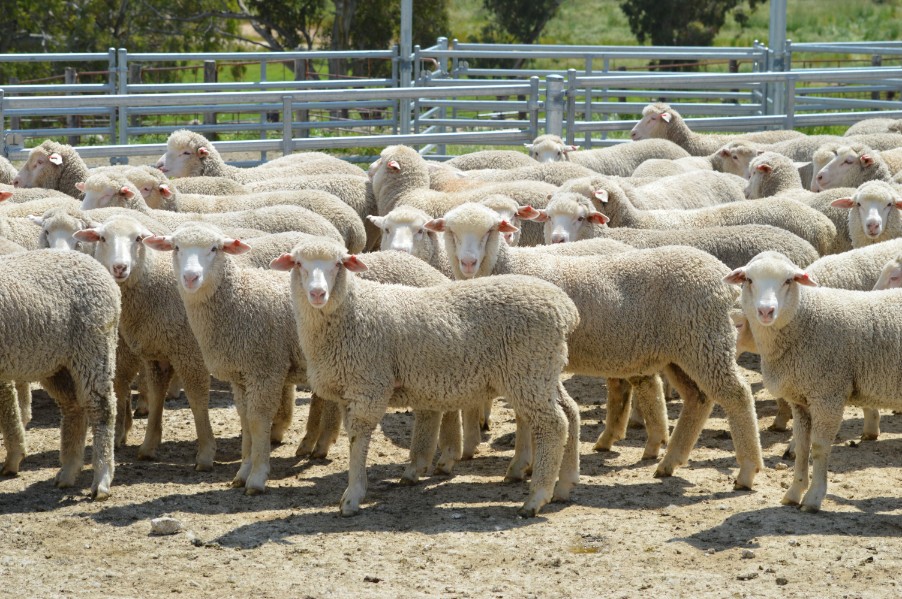 Lot 486 - 310 Wether Lambs | AuctionsPlus