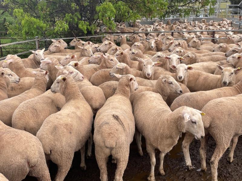 Lot 598 - 220 Ewes | AuctionsPlus