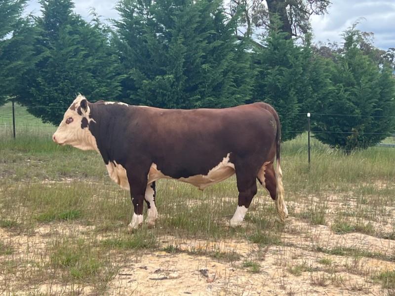 Lot 649 - 1 Stud Bull | AuctionsPlus