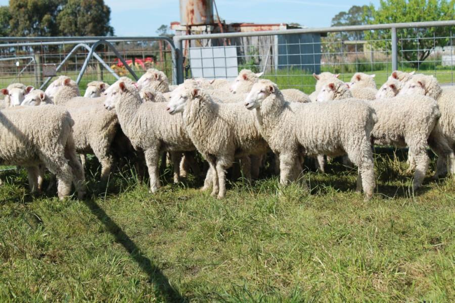 Lot 410 - 30 Future Breeder Ewe Lambs | AuctionsPlus