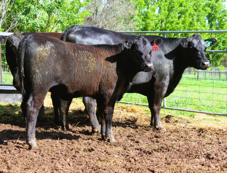 Lot 220 - 5 PTIC Cows & 5 Calves | AuctionsPlus