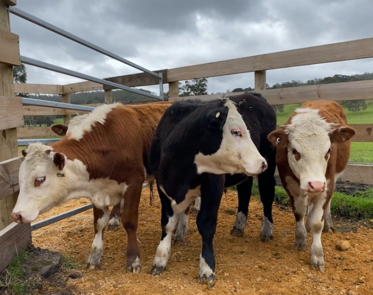 Lot 743 - 4 Weaned Steers | AuctionsPlus