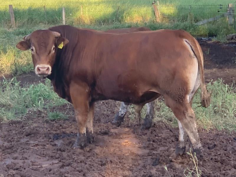 Lot 22 - 1 Stud Bull | AuctionsPlus