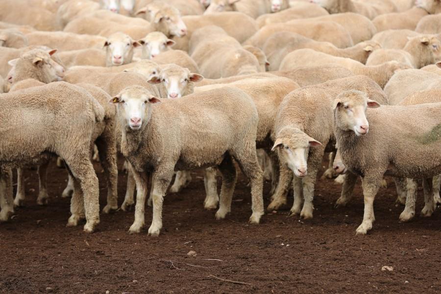 Lot 652 - 190 Future Breeder Ewe Hoggets | AuctionsPlus