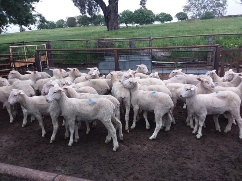 Lot 30 - 36 Future Breeder Ewe Lambs | AuctionsPlus