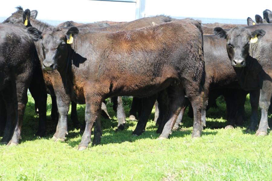 Lot 825 - 31 NSM Future Breeders | AuctionsPlus