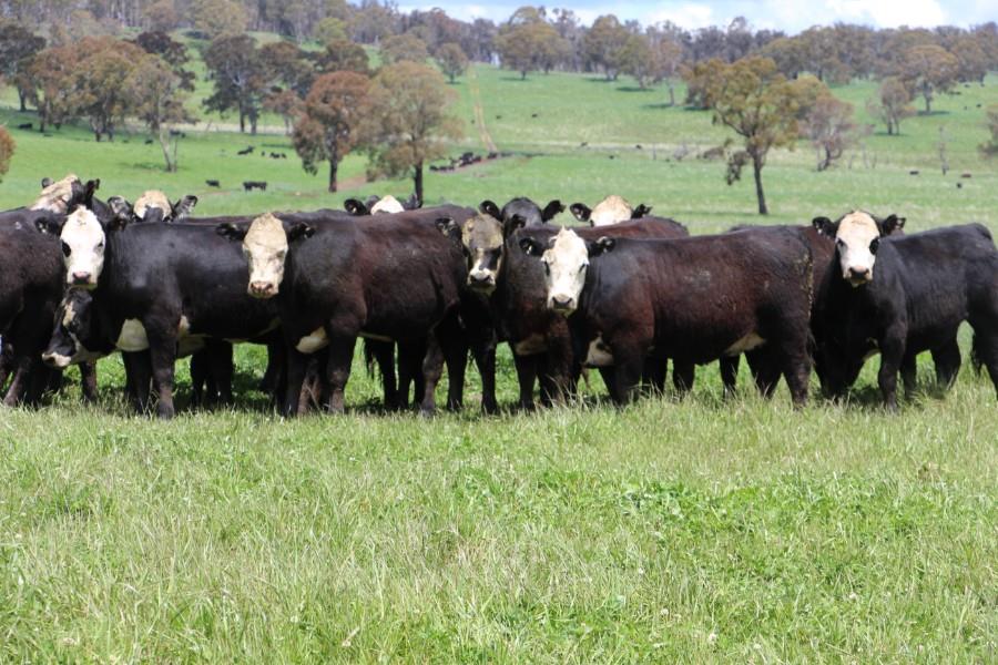 Lot 827 - 18 NSM Future Breeders | AuctionsPlus