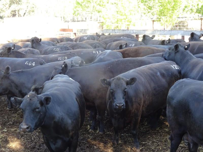Lot 335 - 34 Slaughter Cows | AuctionsPlus