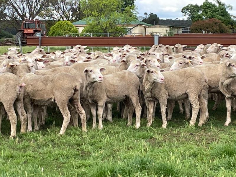 Lot 784 - 155 Ewe Hoggets & Lambs | AuctionsPlus