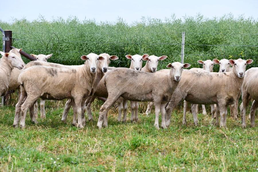 Lot 714 - 79 Future Breeder Ewe Lambs | AuctionsPlus