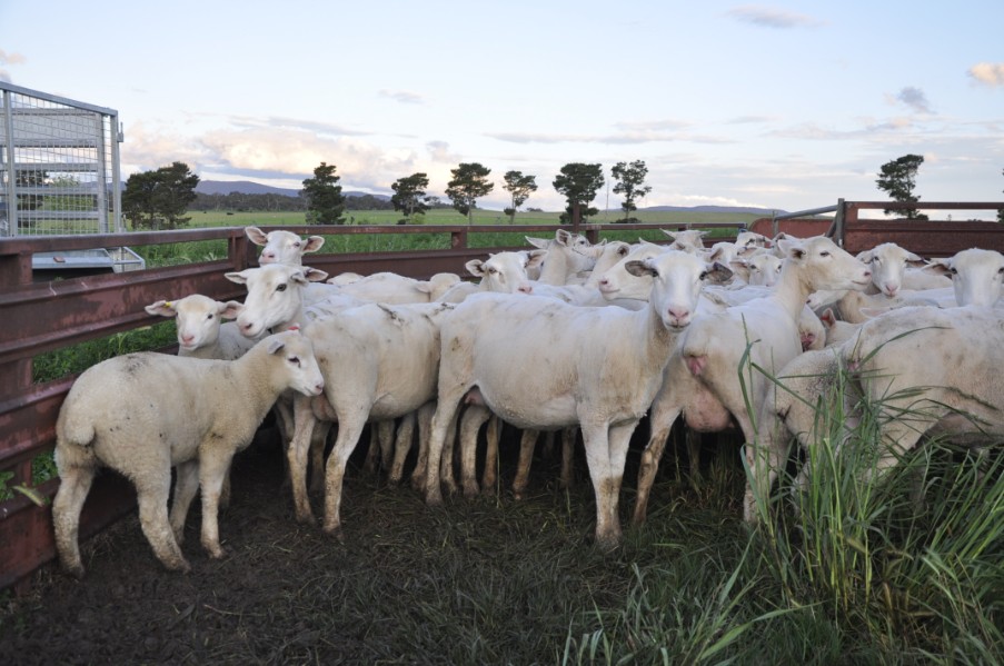 Lot 527 - 41 NSM Ewes & 41 Lambs | AuctionsPlus