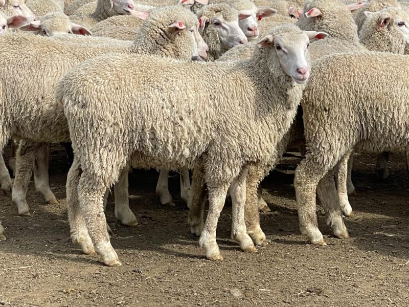 Lot 363 - 220 Mixed Sex Lambs | AuctionsPlus