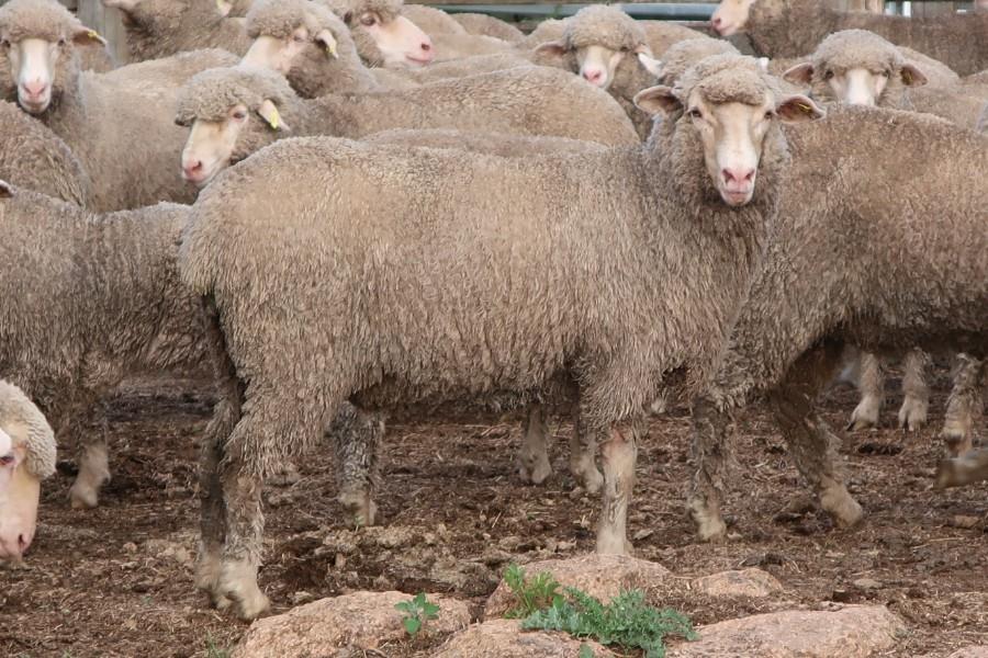 Lot 352 - 175 Ewes | AuctionsPlus