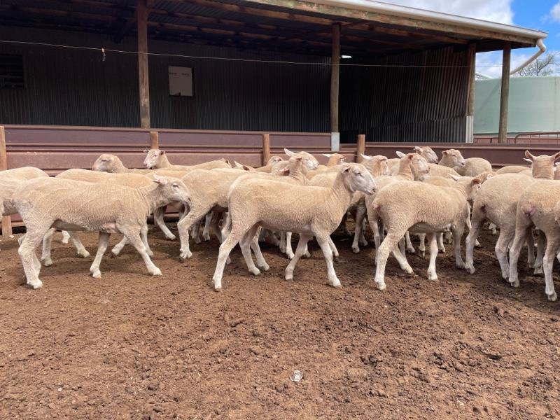Lot 13 - 112 Future Breeder Ewe Lambs | AuctionsPlus