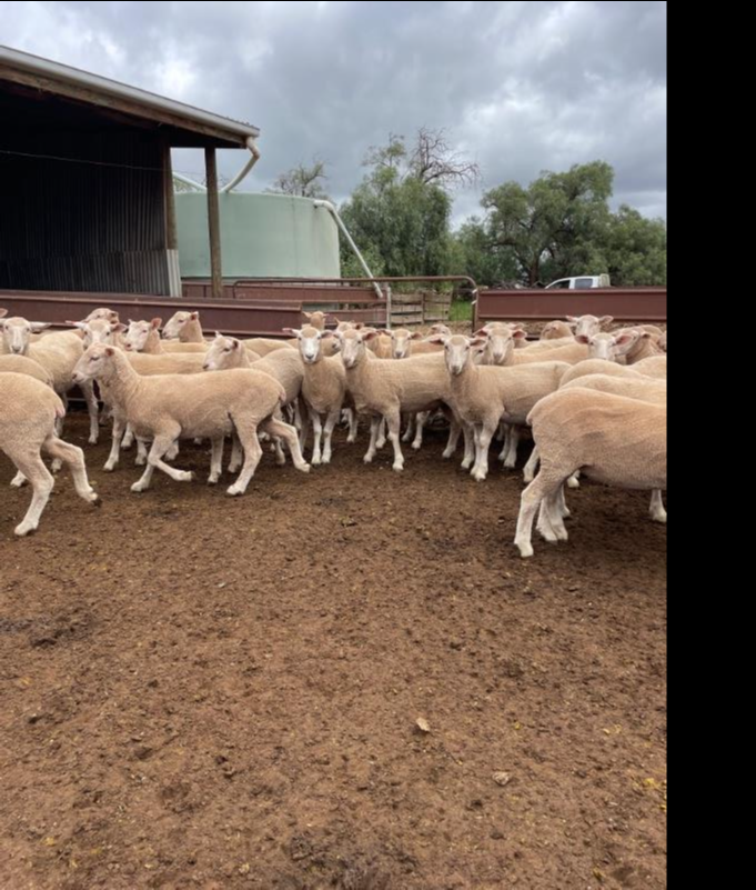 Lot 17 - 99 Future Breeder Ewe Lambs | AuctionsPlus