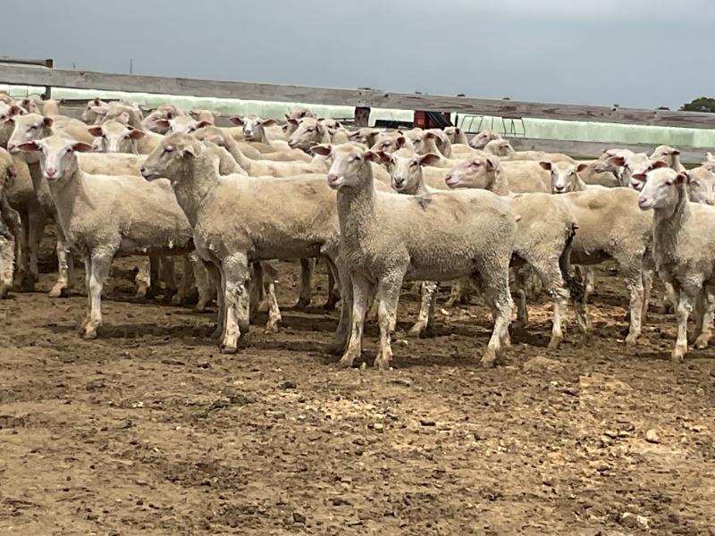 Lot 28 - 100 Future Breeder Ewe Lambs | AuctionsPlus