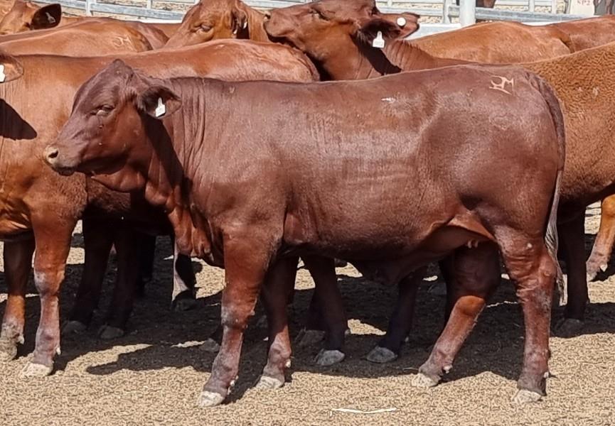 Lot 561 - 100 Backgrounder Heifers | AuctionsPlus