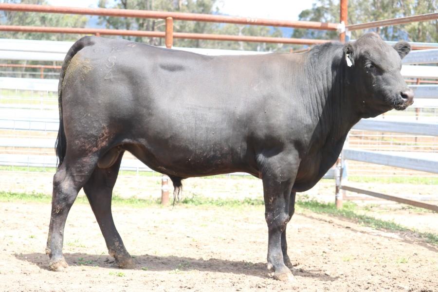 Lot 278 - 1 Herd Bull | AuctionsPlus