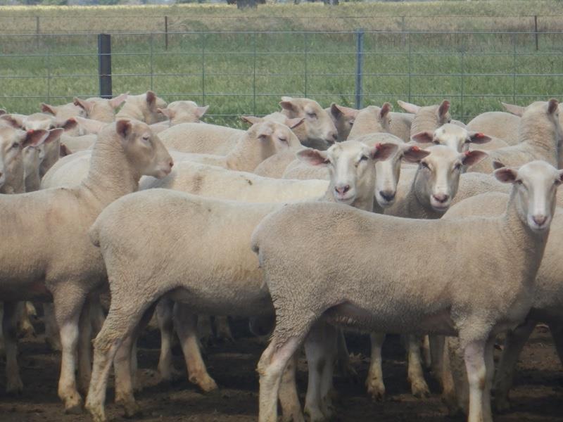 Lot 804 - 229 Future Breeder Ewe Lambs | AuctionsPlus
