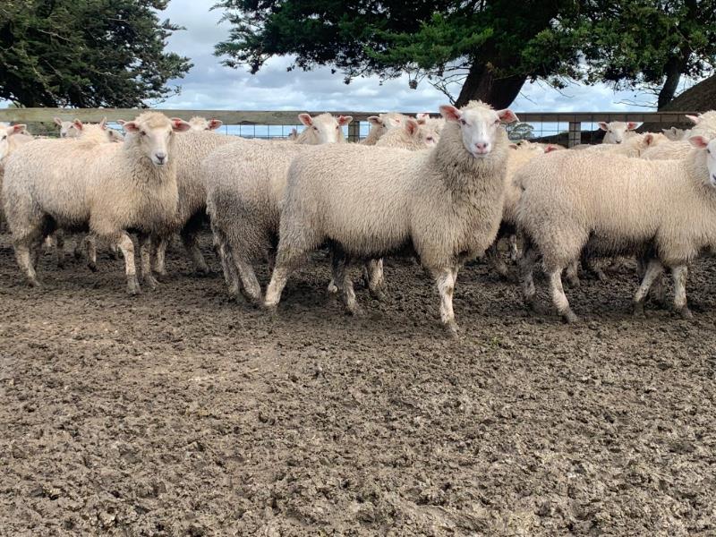 Lot 13 - 268 Future Breeder Ewe Lambs | AuctionsPlus