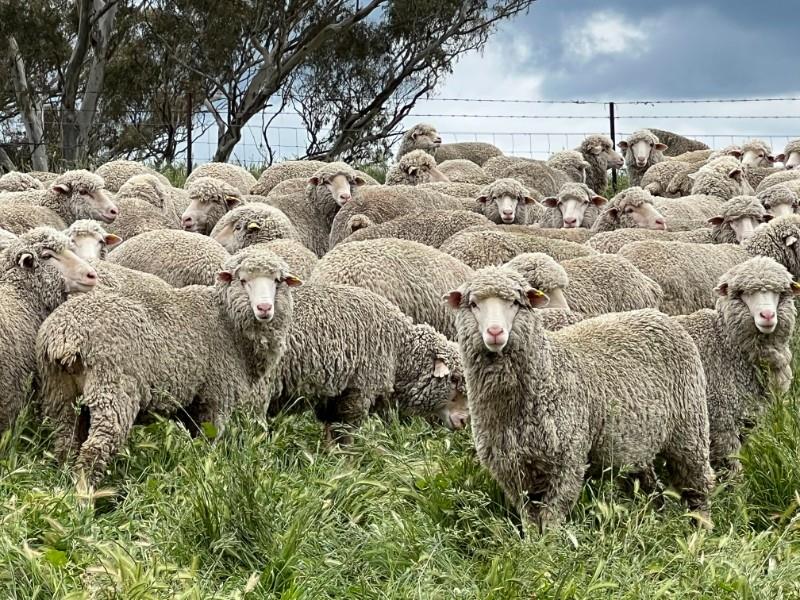 Lot 713 - 250 Ewe Hoggets & Lambs | AuctionsPlus