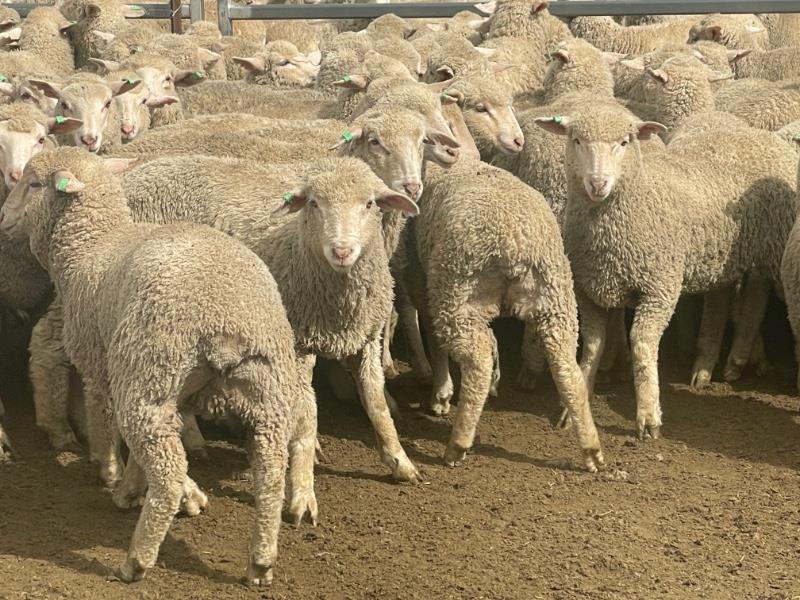 Lot 561 270 Mixed Sex Store Lambs Auctionsplus