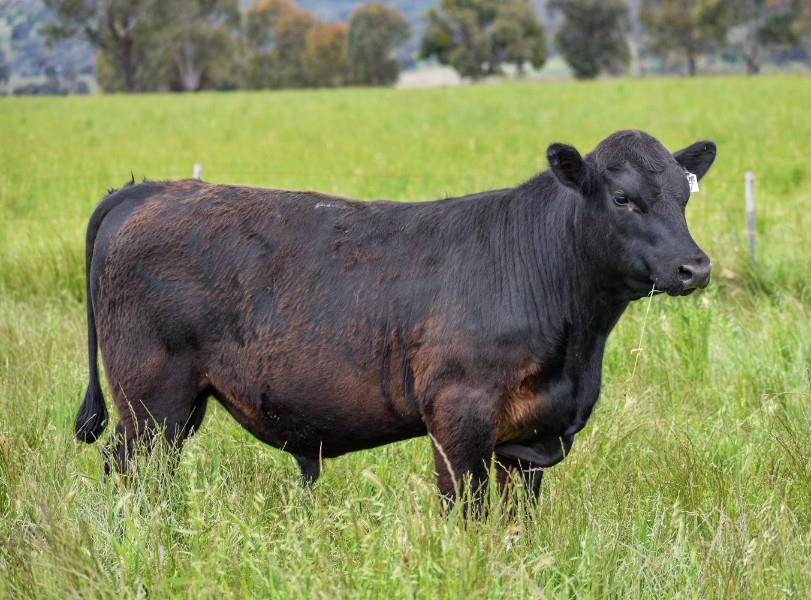 Lot 641 - 1 Stud Bull | AuctionsPlus
