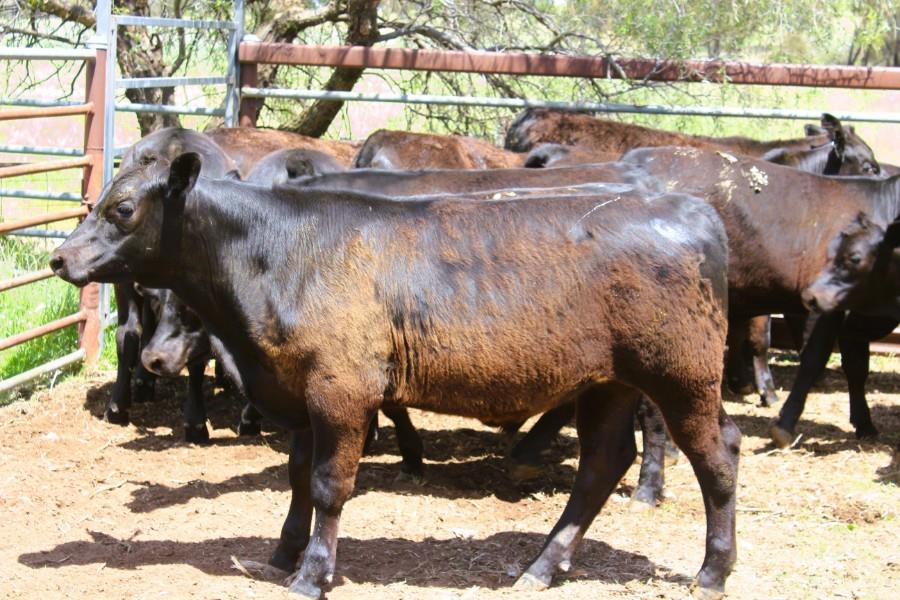 Lot 394 - 13 Unweaned Steers | AuctionsPlus
