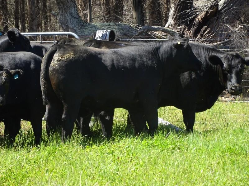 Lot 820 - 45 Mixed Sex Yearlings | AuctionsPlus