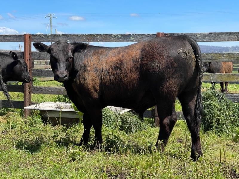 Lot 993 - 6 Yearling Steers | AuctionsPlus
