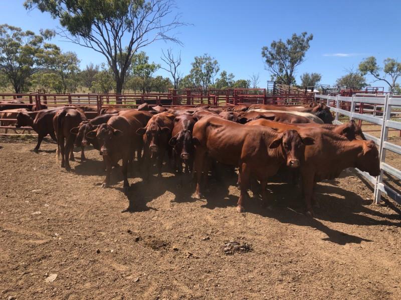 Lot 475 - 32 PTIC Cows | AuctionsPlus