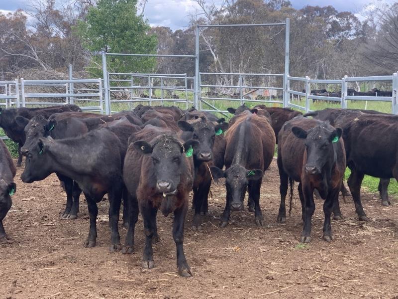Lot 566 - 20 Cows & 20 Calves | AuctionsPlus