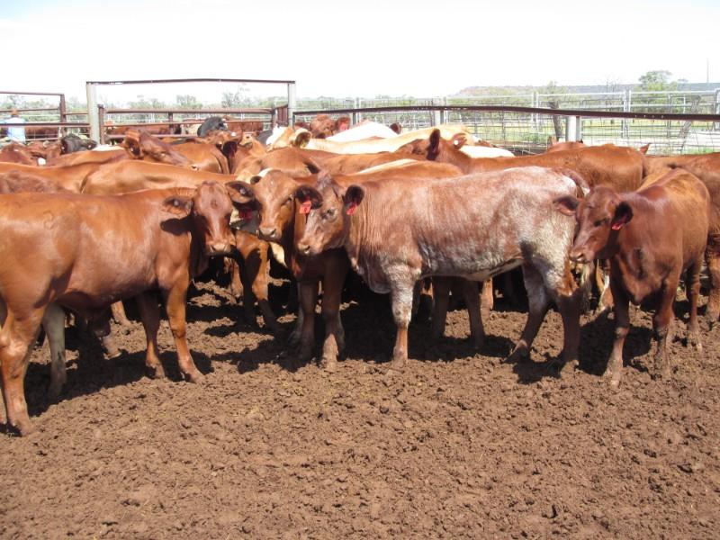 Lot 126 - 117 Weaned Heifers | AuctionsPlus