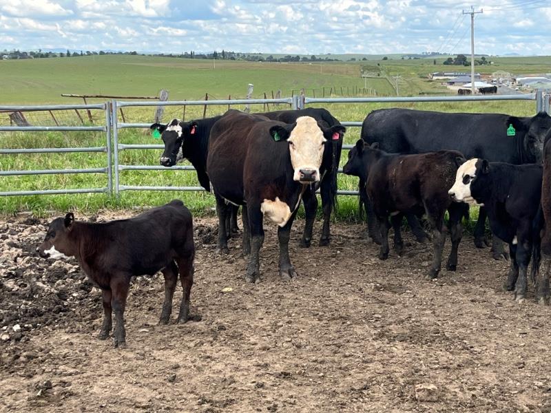 Lot 657 - 5 Station Mated Cows & 5 Calves | AuctionsPlus