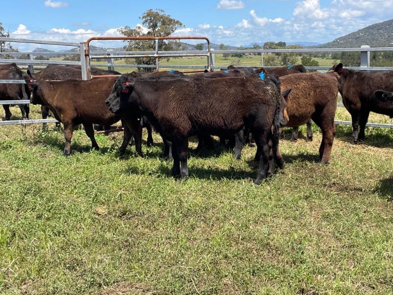 Lot 336 - 12 Unweaned Steers | AuctionsPlus