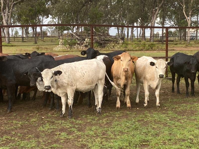 Lot 145 - 41 Backgrounder Heifers | AuctionsPlus