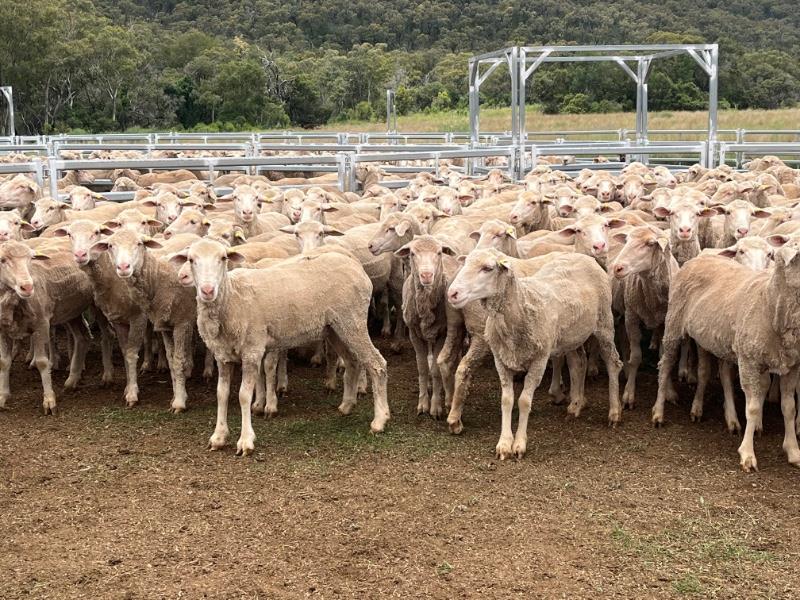 Lot 865 - 385 Future Breeder Ewe Lambs | AuctionsPlus