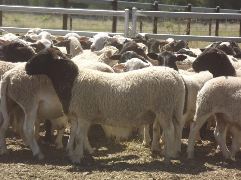 Lot 852 - 242 Store Wether Lambs | AuctionsPlus