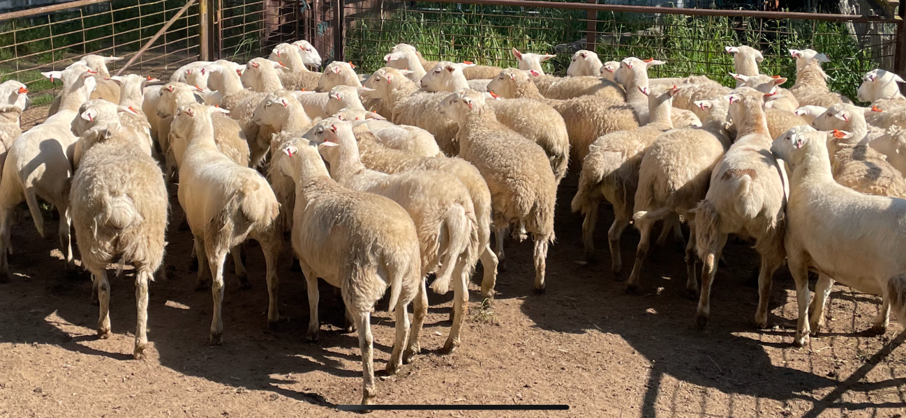 Lot 428 - 41 Future Breeder Ewe Lambs | AuctionsPlus